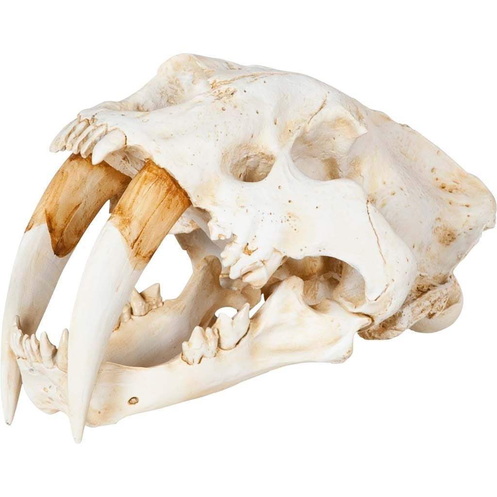 Authentic Replica Sabertooth Skull Sculpture – Flyclothing LLC